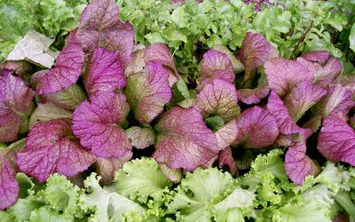 Red Giant Mustard – Cultivate Jax